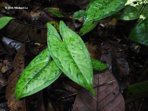 The rainforests of Borneo & Southeast Asia: Escape the tropical heat in ...