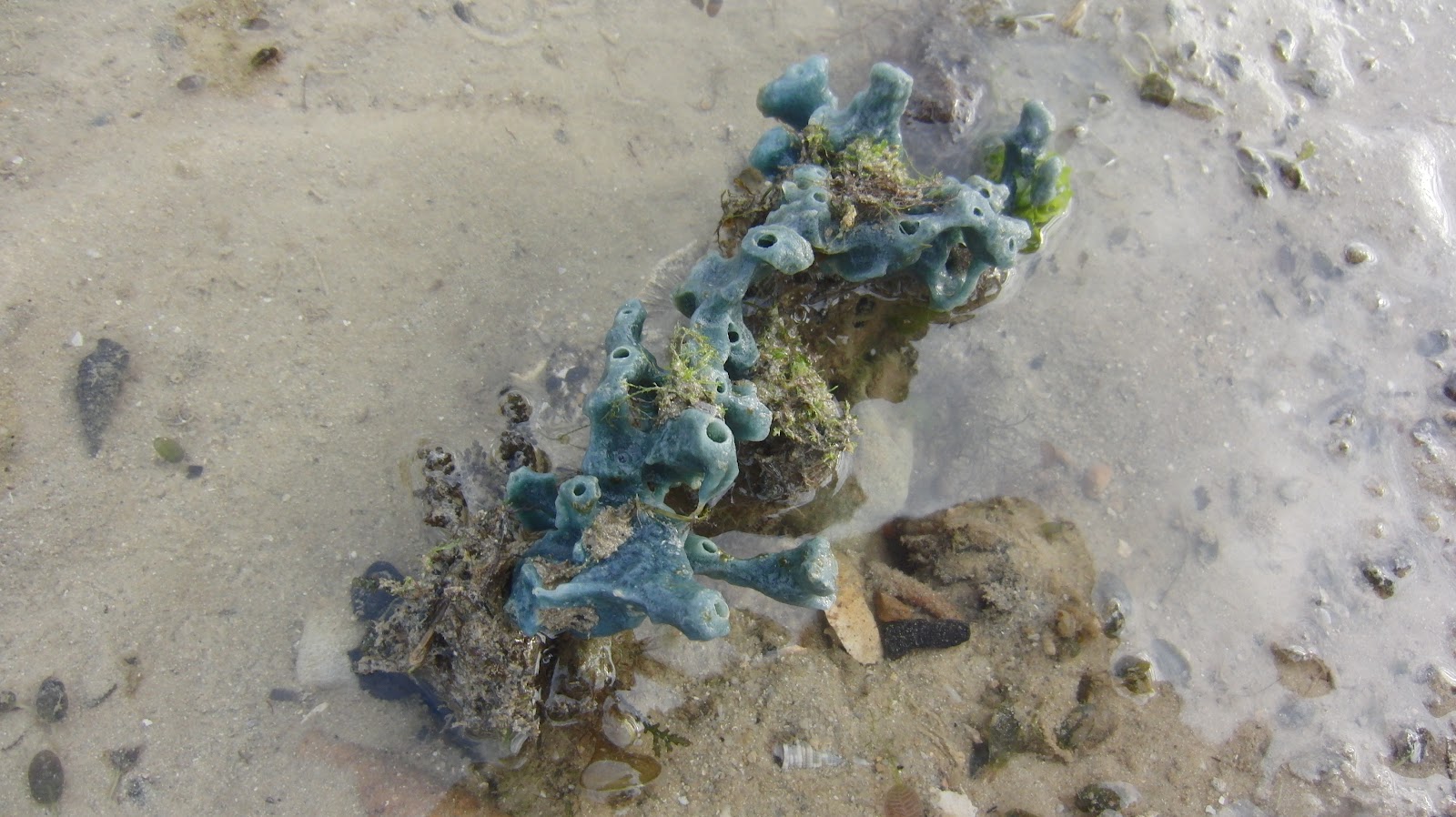 Marine Biology: Spongy Sponges