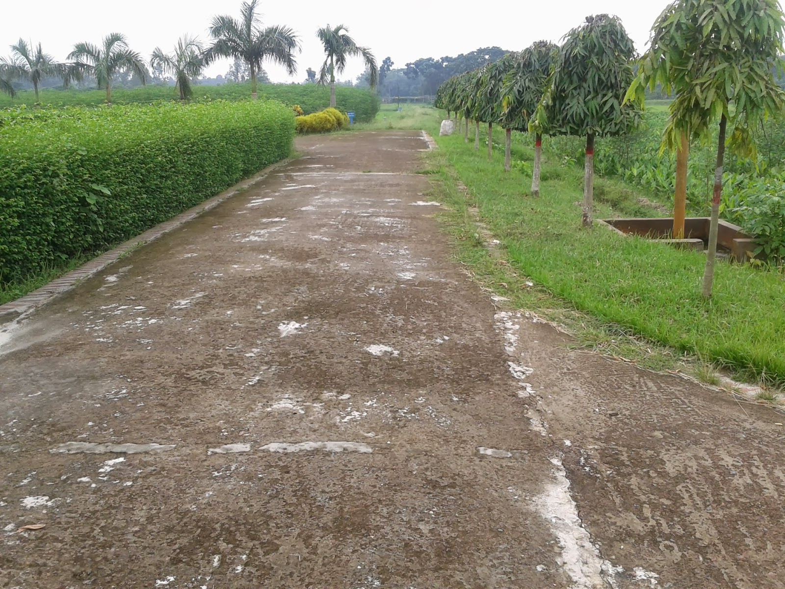 Mahasthangarh: Picture