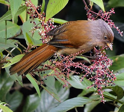 Birds of the World: Rusty-fronted barwing