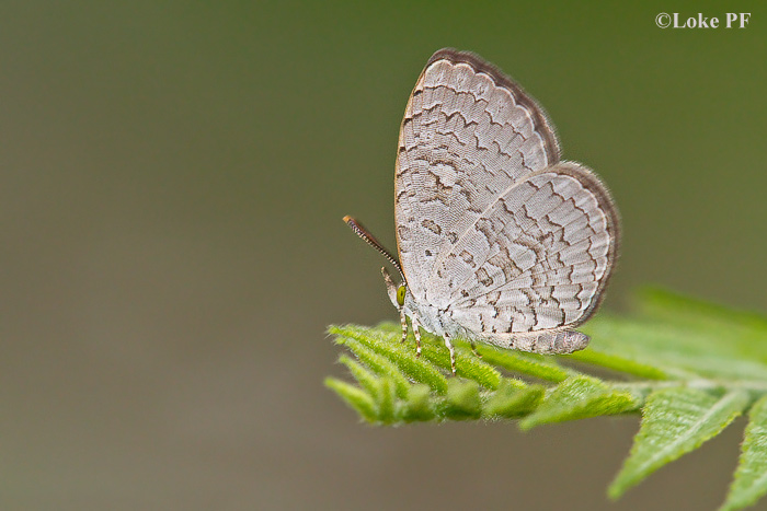 Butterflies of Singapore: Random Gallery - Apefly