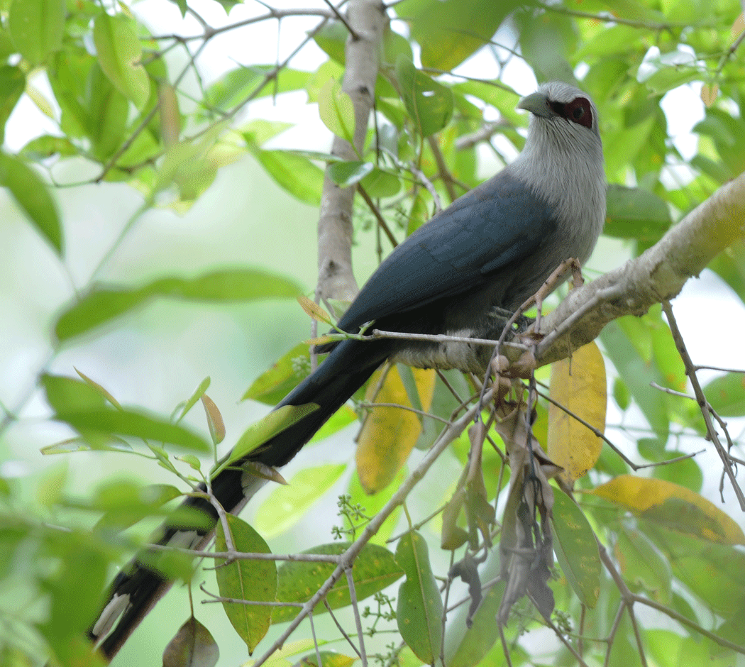 ZOOTHERA BIRDING BLOG: Khao Yai