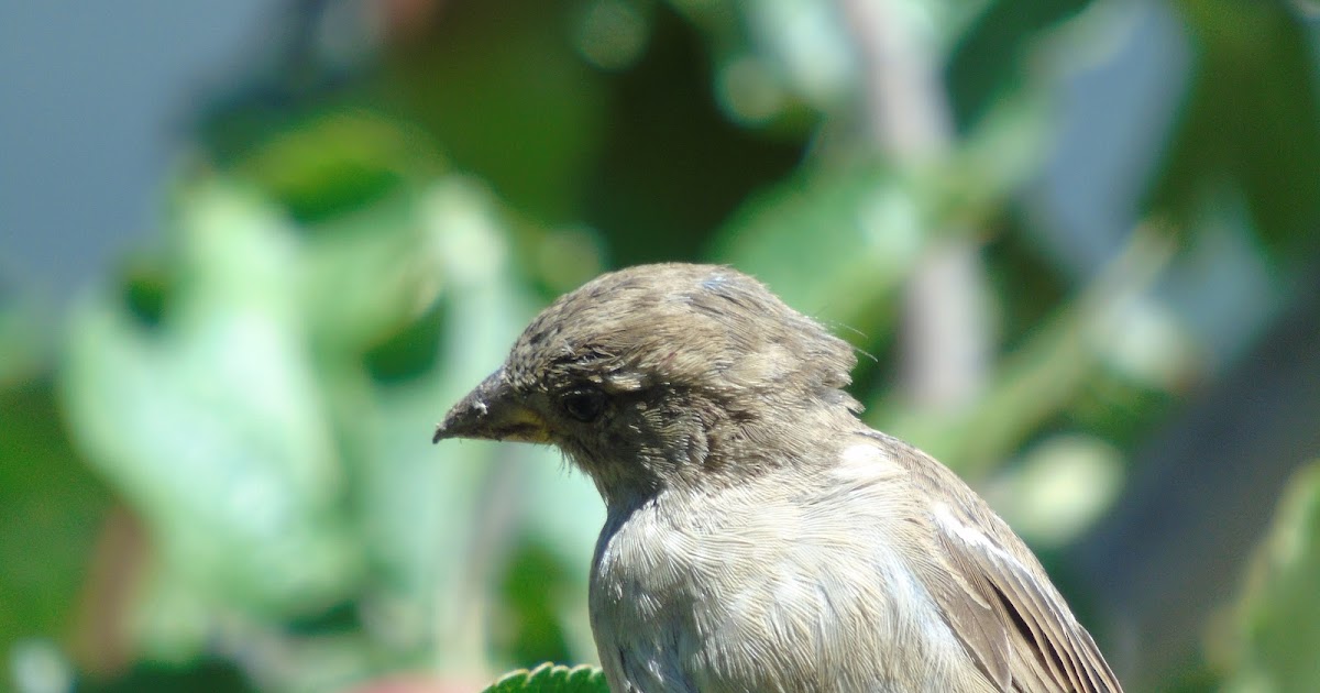 Fauna Patagonia: Gorrión ( Passer domesticus )