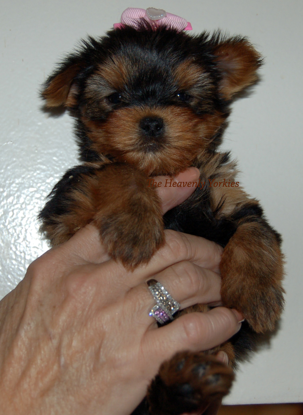 The Heavenly Yorkies: Puppies 6 Weeks Pics