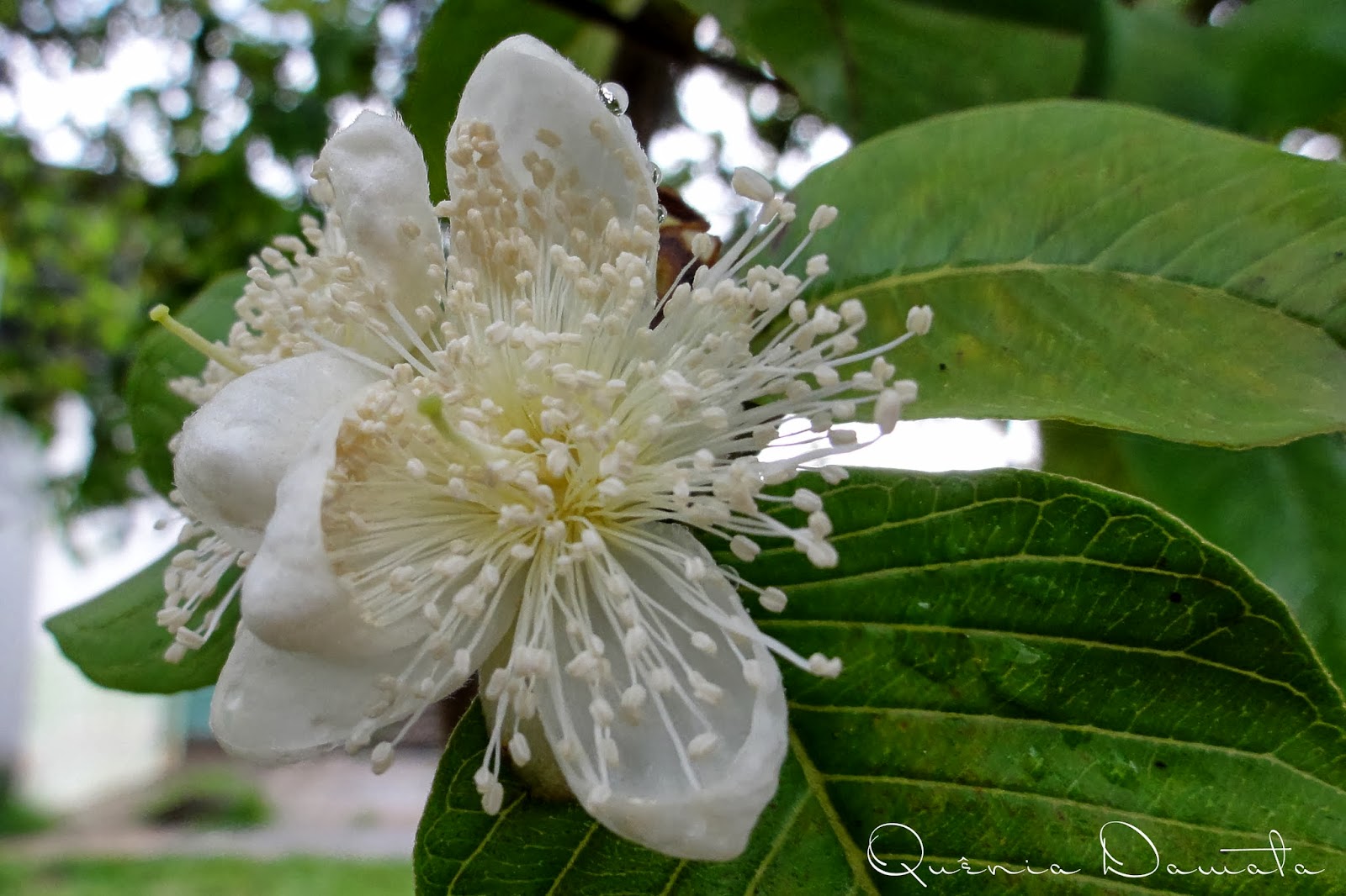 Flor da Goiabeira | Fotos do Cerrado...