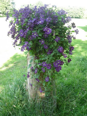 Materia Medica Homeopatica: CLEMATIS ERECTA