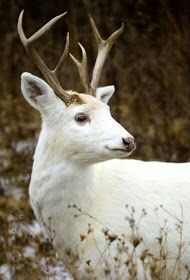 Beautiful white Deer
