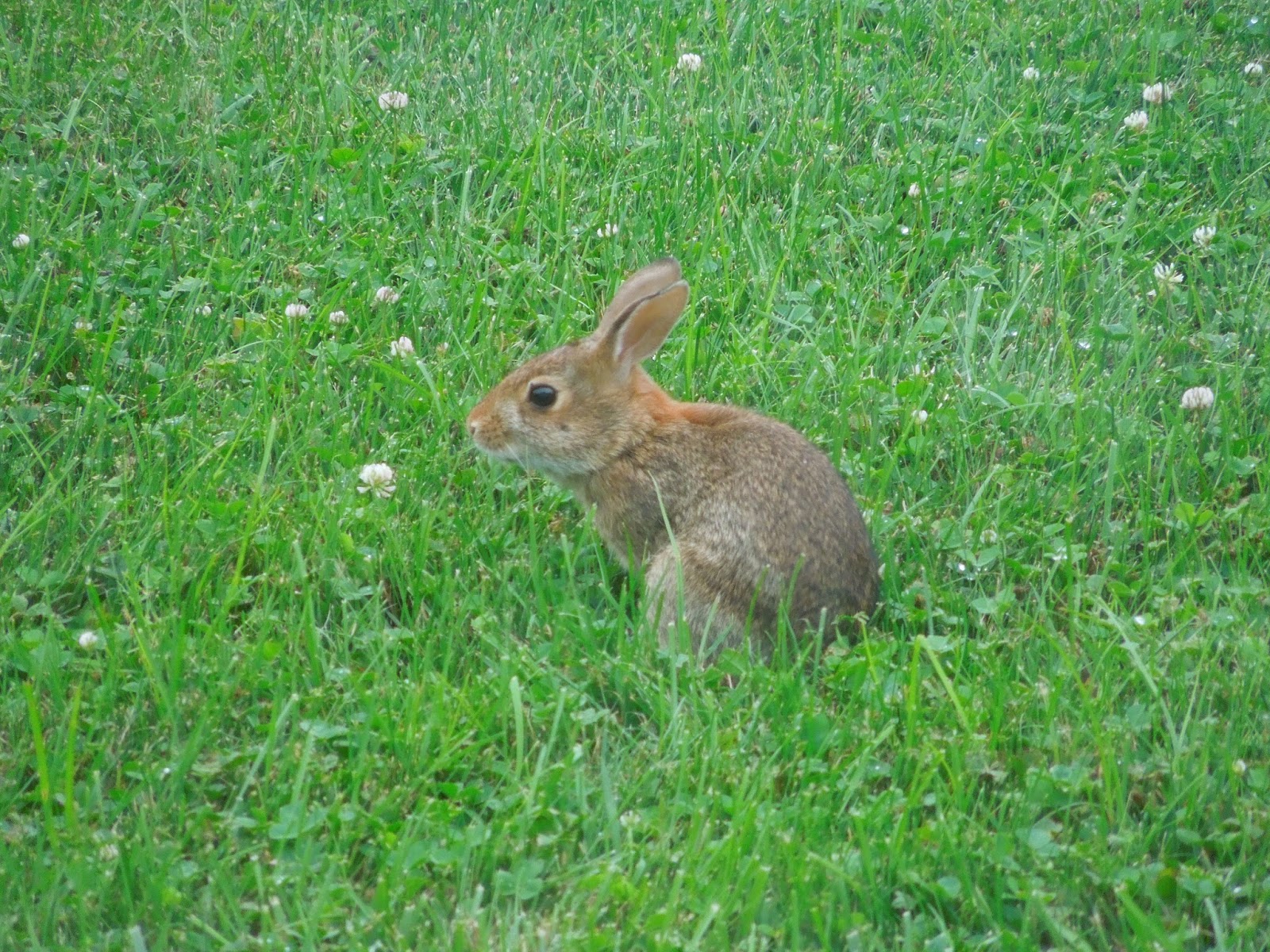 Anywho...: August Rabbit, Rabbit, Rabbit