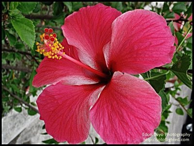 Health Care: Gumamela