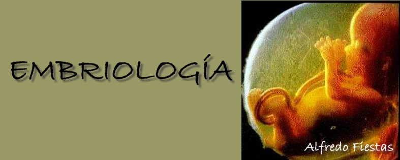 embriologia: embriologia