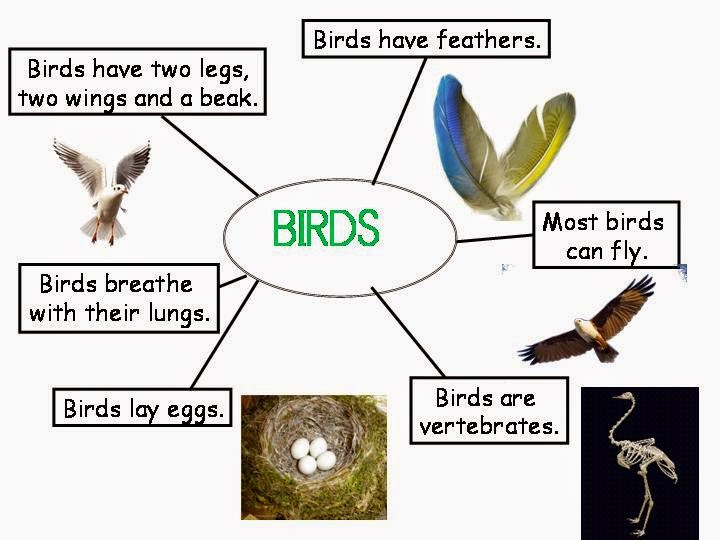 Science and Physical Education: Vertebrate animals: Mammals, birds ...