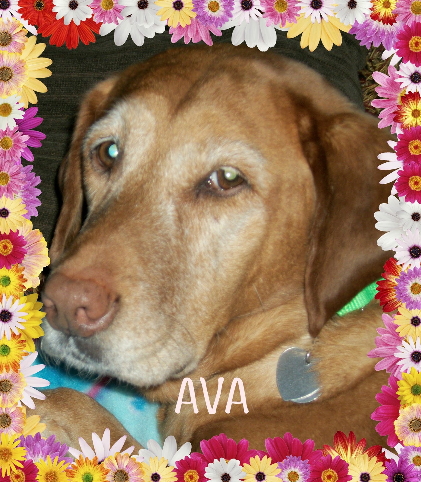 FoodThoughtsOfaChefWannabe: Lucy and Ava's Favorite Peanut Butter ...