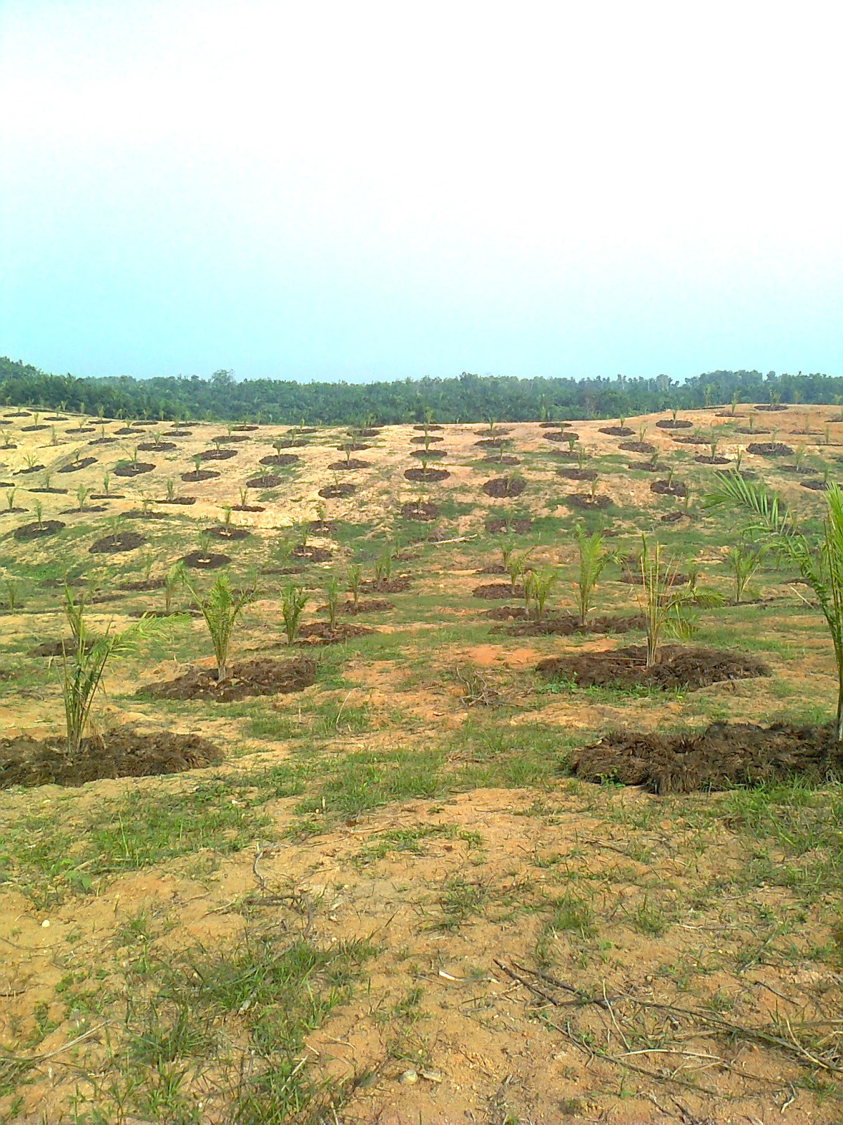 Generasi Muda Pertanian: Pengertian Seputar Perkebunan