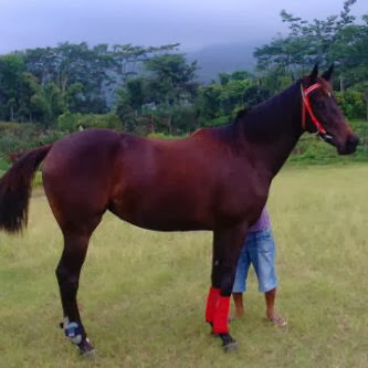 Peternakan Kuda Tumpang Malang: Kuda Berprestasi Mega Star Stable