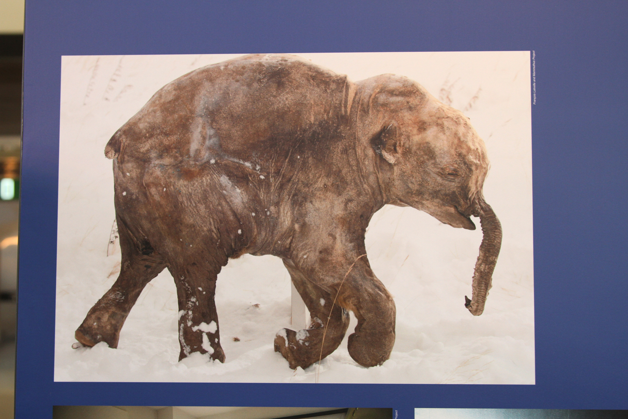 Locky's English Playground: Event: I Love Lyuba: Baby Mammoth of the ...