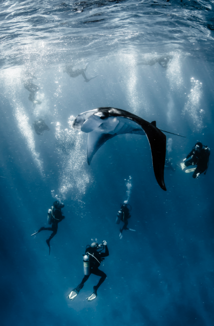 Dancing With The Manta Rays ~ Life Is An Absurd Journey