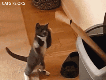 funnyito: Funny Cat Gif