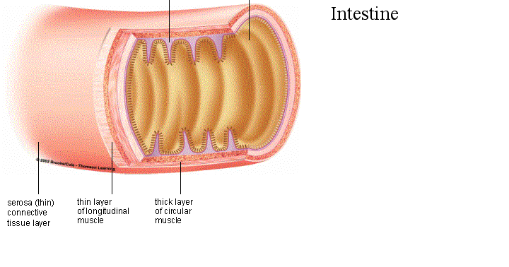 Absorption of Nutrients in Small Intestines
