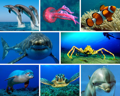 Animales Marinos