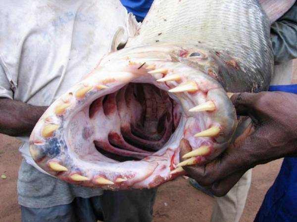 Goliath Tiger..Ikan Monster Dari Afrika Yang Mengerikan - Tabek Puang
