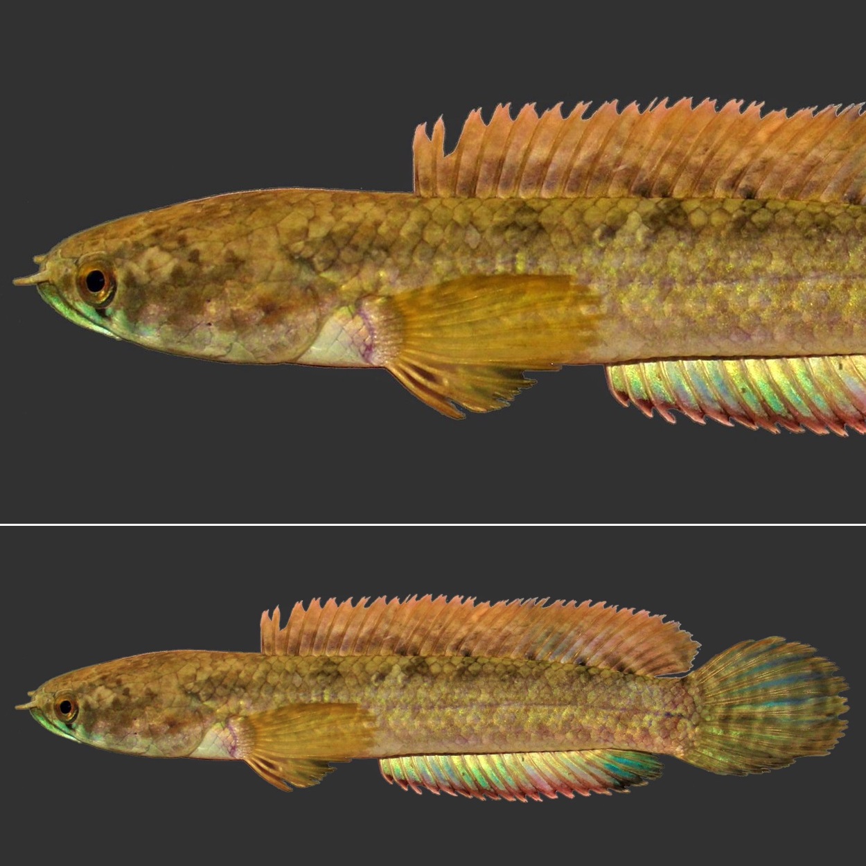 Species New to Science: [Ichthyology • 2019] Channa lipor • A New ...
