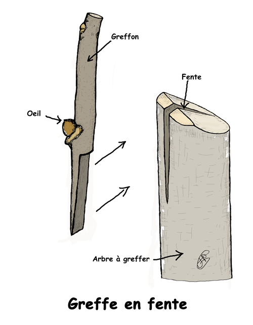 NewsITKAgri: Ce qu’il faut savoir sur le greffage en fente