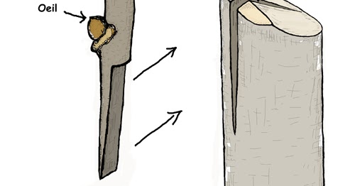 NewsITKAgri: Ce qu’il faut savoir sur le greffage en fente