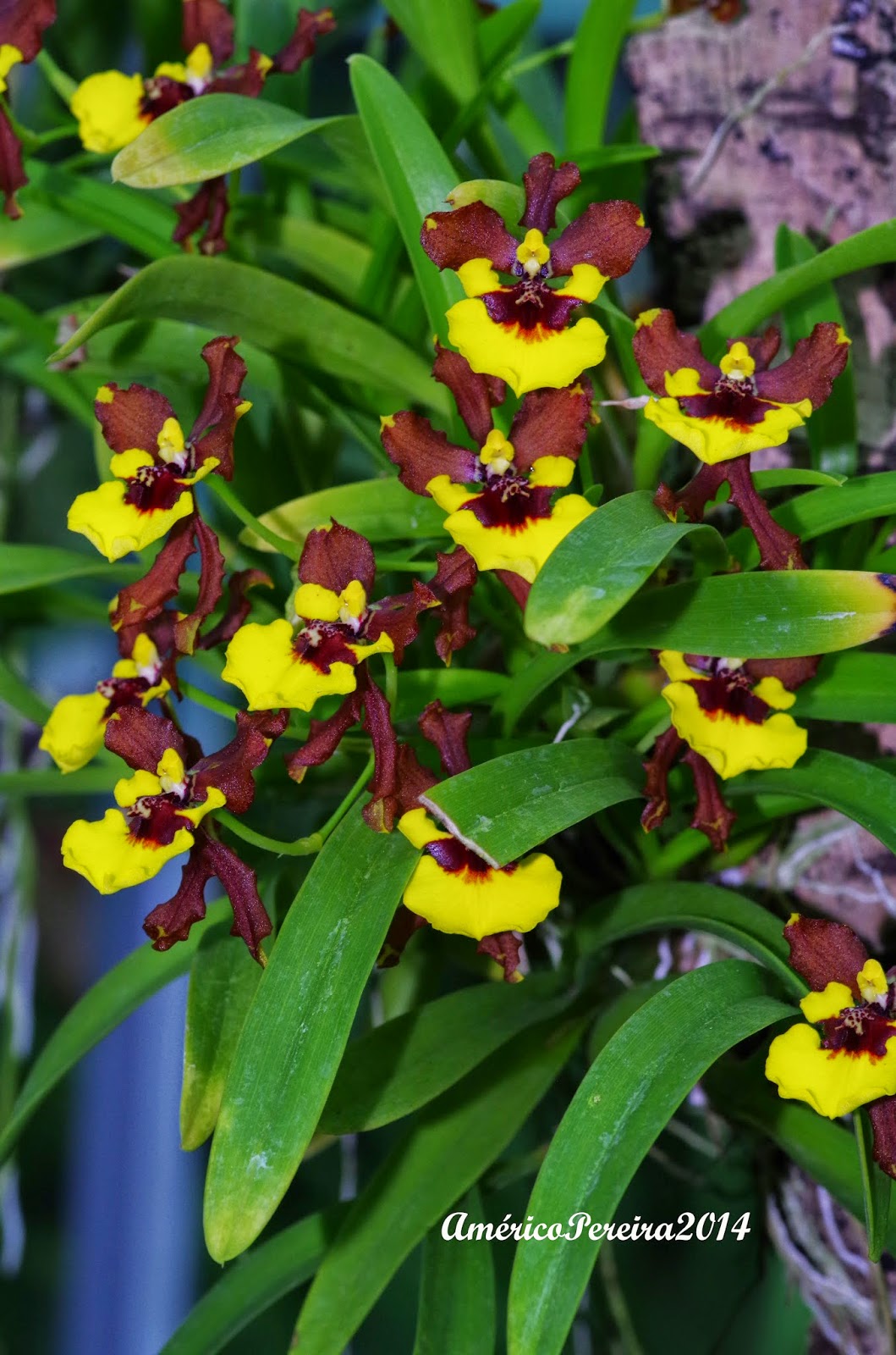 Orquídeas soltas: Oncidium eurycline