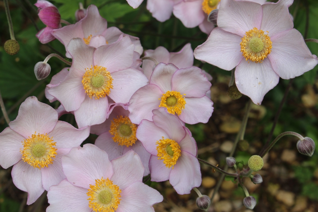 Plant Profiles: Japanese Anemones