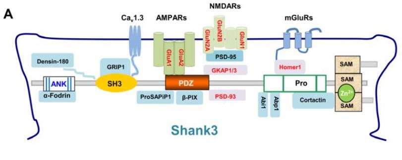 Epiphany: Zinc, Hedgehog Signaling, Shank2/3, NMDA/AMPA Inactivation ...