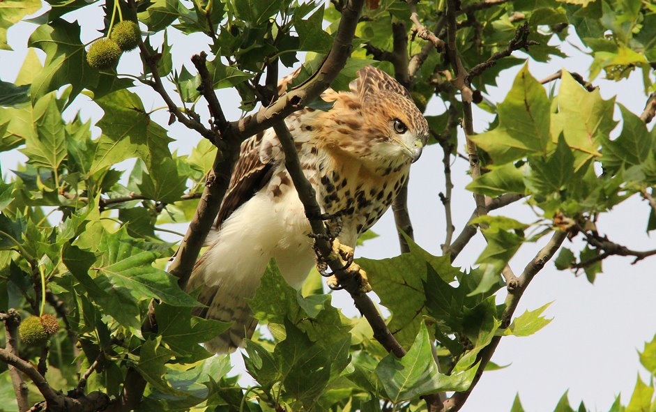Hawkwatch at the Franklin Institute: Young hawks out on the town