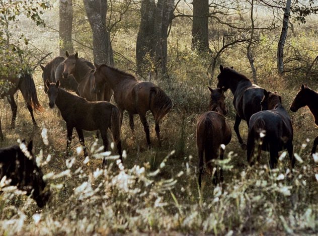 Vacanța esoterică: Caii salbatici din Delta Dunarii