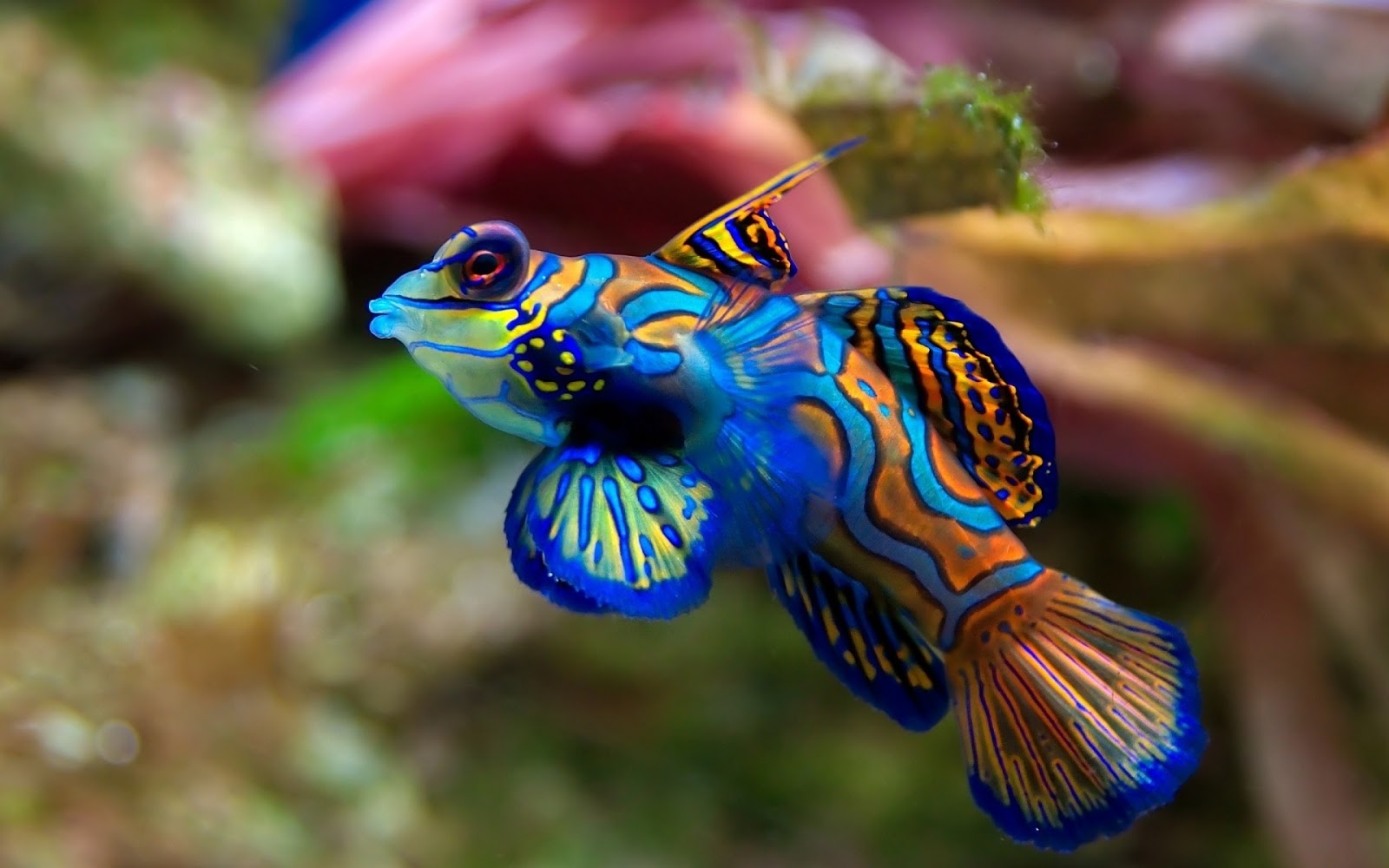 amazingfishwalls: Beautiful Fish