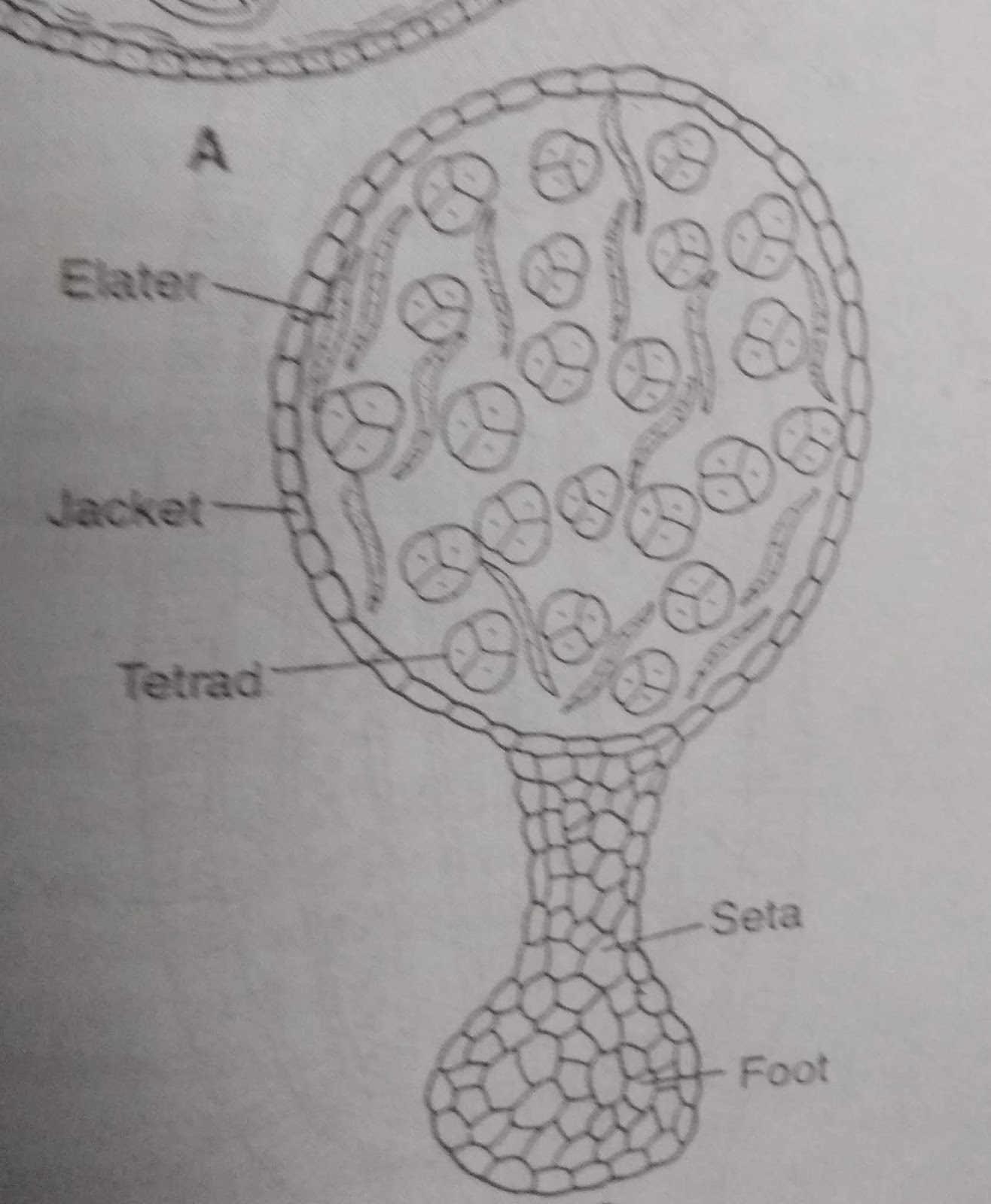Department of Botany, Girraj Govt. College: Evolution of Sporophyte in ...