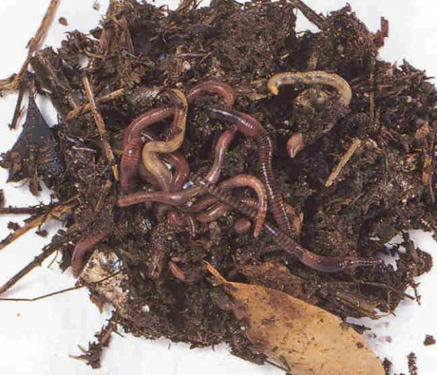 Lombriz Californiana: Lugares y tiempo para la crianza