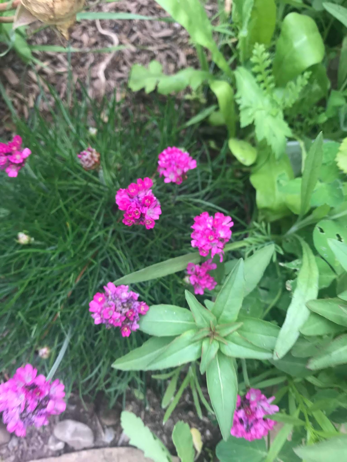 On Discovering A Garden: Gopher Resistant Plants