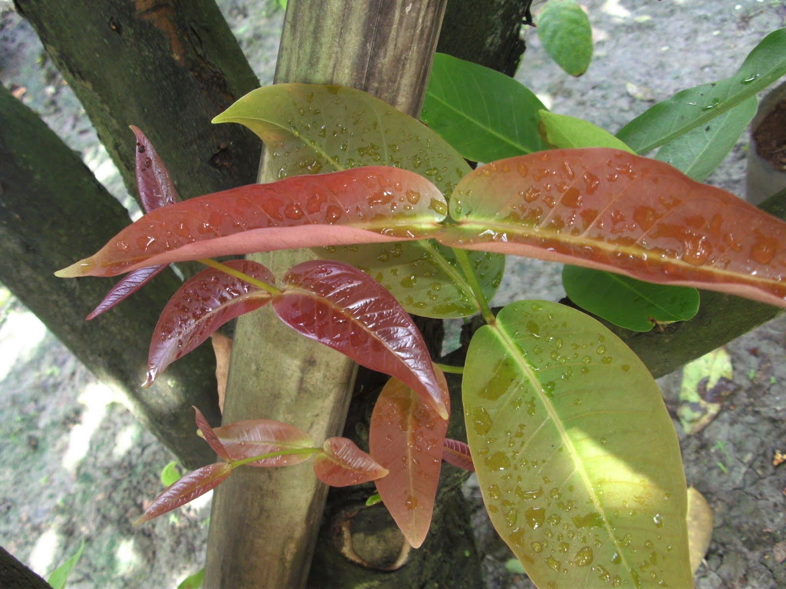 Jambu Citra & Jambu Delima: mengetahui ciri jambu delima dan jambu citra