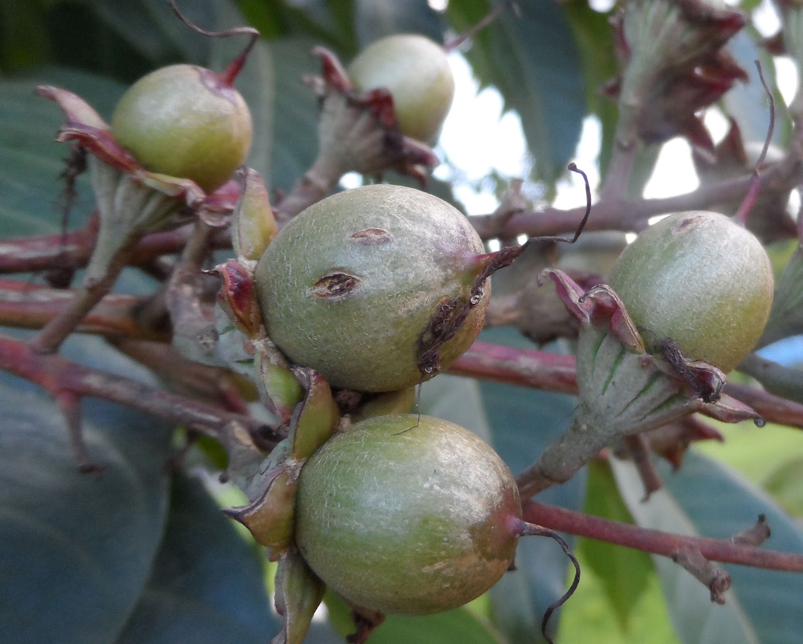 Resedá-gigante {Lagerstroemia speciosa (L.) Pers.} | A planta da vez