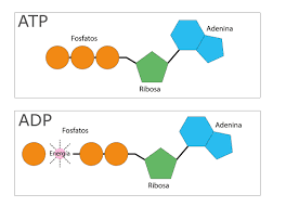 Biología para tus tareas: El ATP.