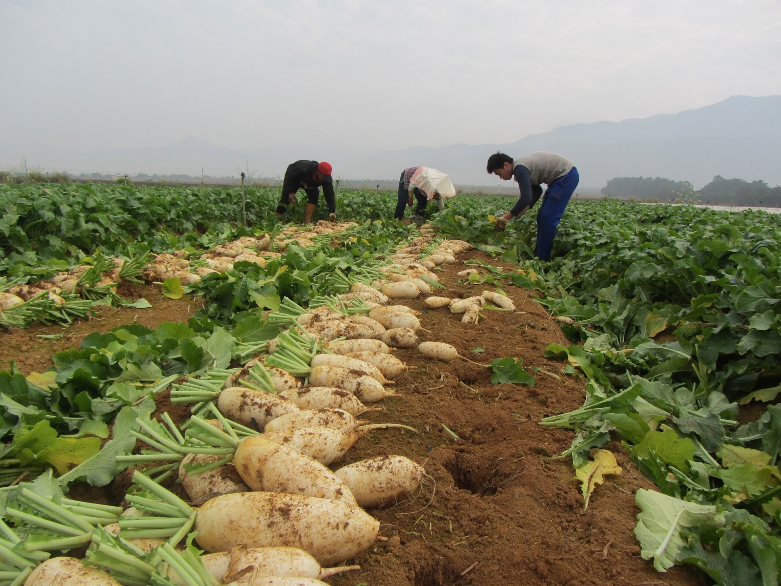 El Sentimiento del Conocimiento: Propiedades del nabo y sus beneficios