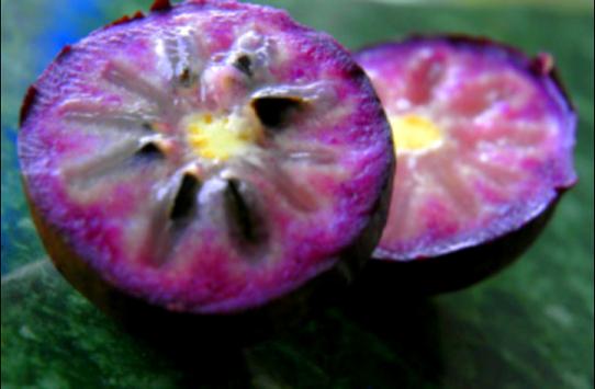 Aldea Zamá: DELICIAS DE LA COMIDA PREHISPÁNICA