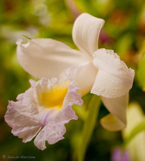 Darwin's Orchids: Sobralia sp.