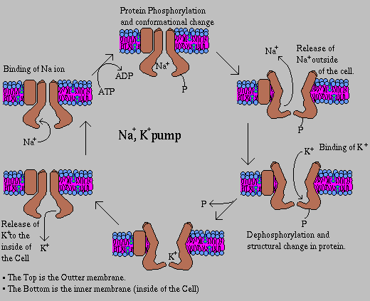 SRNA Daily Review: SODIUM-POTASSIUM ATPase PUMP