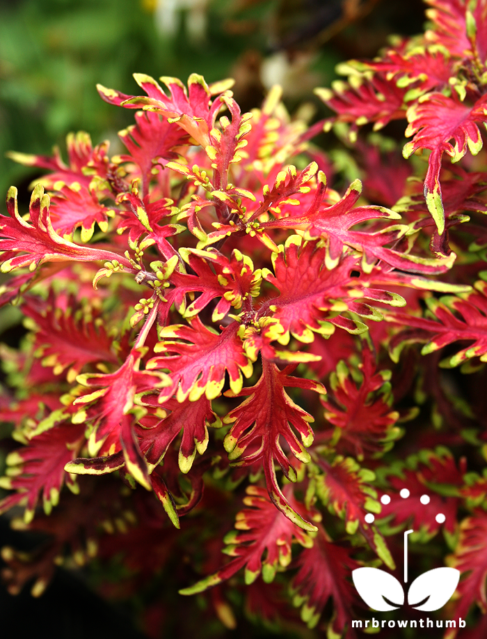 Coleus "Under the Sea" Hort Couture Collection : MrBrownThumb