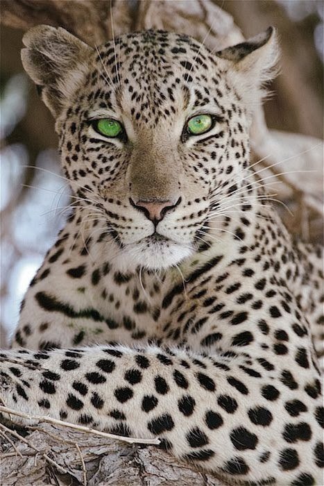Stunning Views: Beautiful Leopard