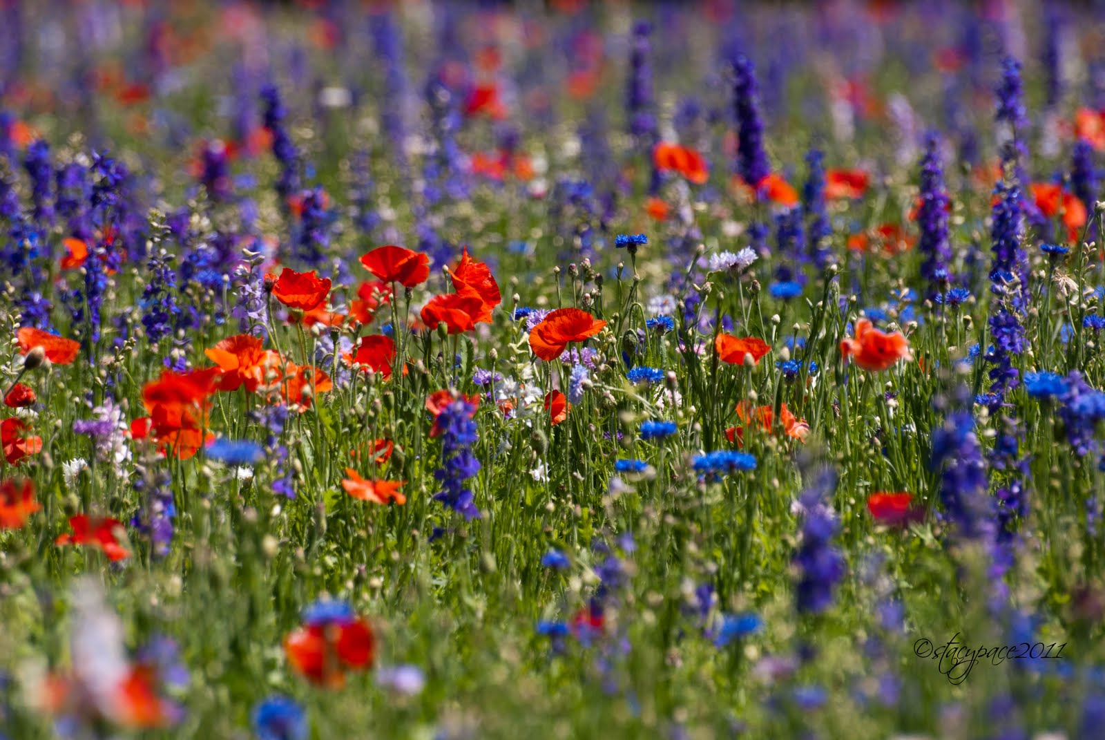PhotosBySpace: Texas Wildflowers