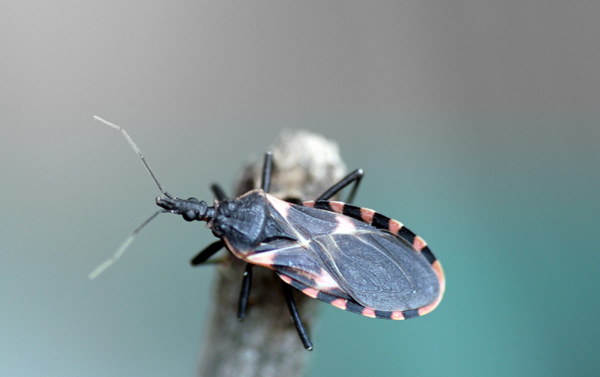 MObugs: Eastern Blood-Sucking Conenose