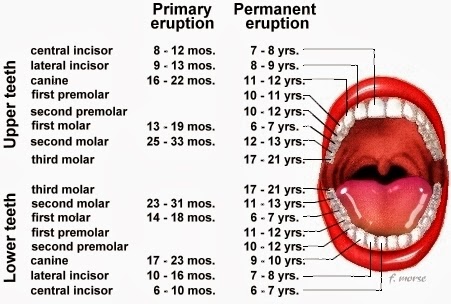 Tooth Eruption Dates In Children