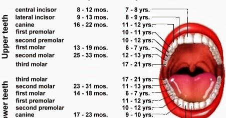 Tooth Eruption Dates In Children