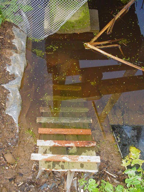 Hoophouse on the Slug Moat | Permaculture, Perennial Polycultures ...